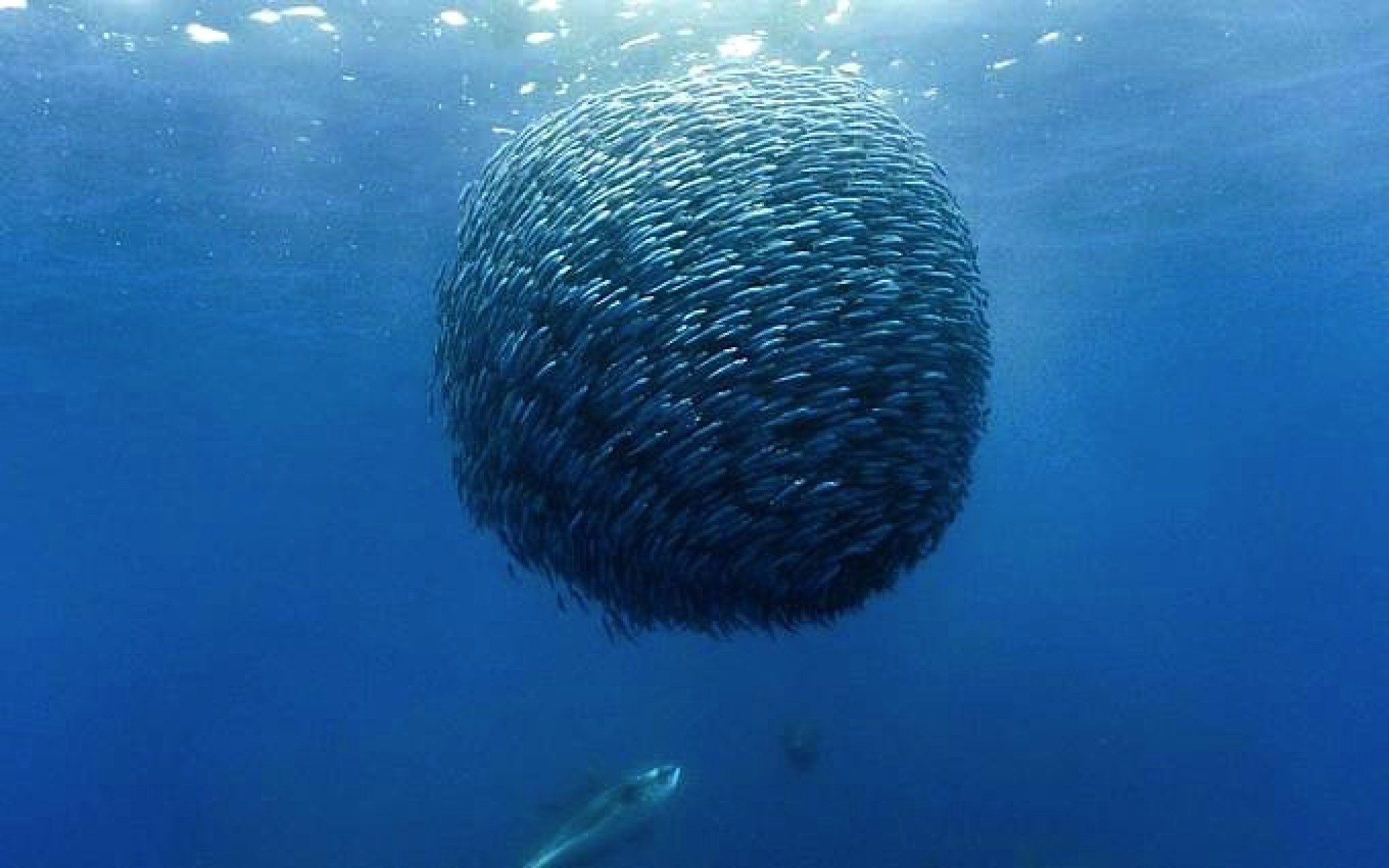 On "Following the Herd" Mentality ~ - Brantology